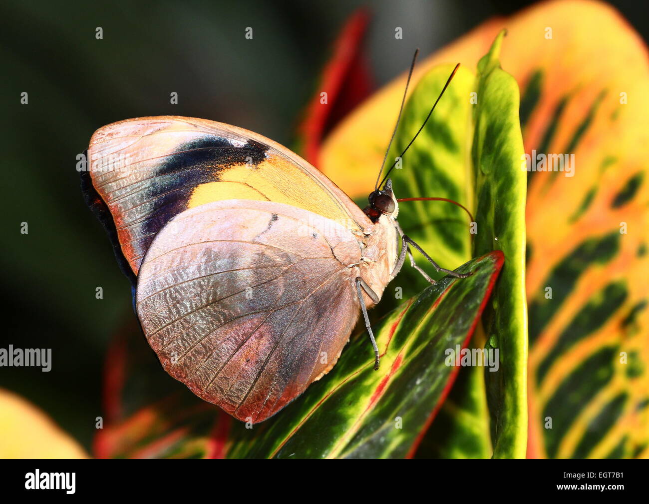 Grecian shoemaker butterfly hi-res stock photography and images - Alamy