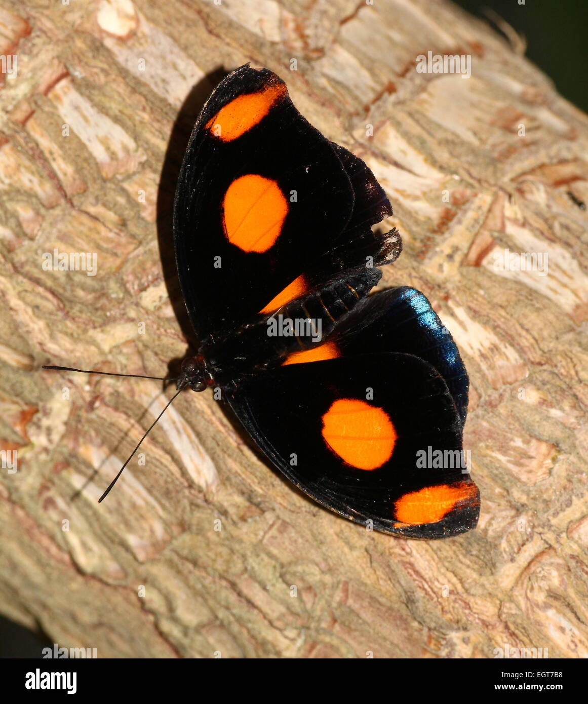 Grecian Shoemaker Butterfly High Resolution Stock Photography and ...