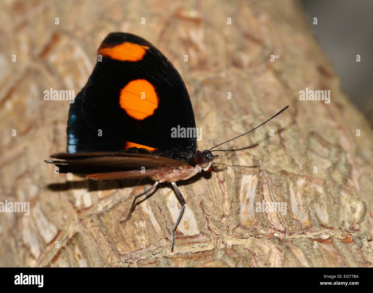 Male Grecian Shoemaker Butterfly (Catonephele numilia) ventral view on ...