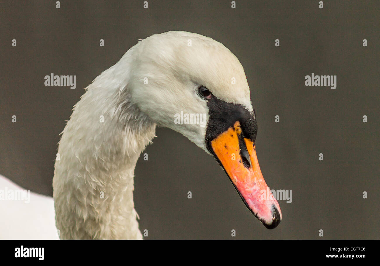 Mute swan images hi-res stock photography and images - Alamy