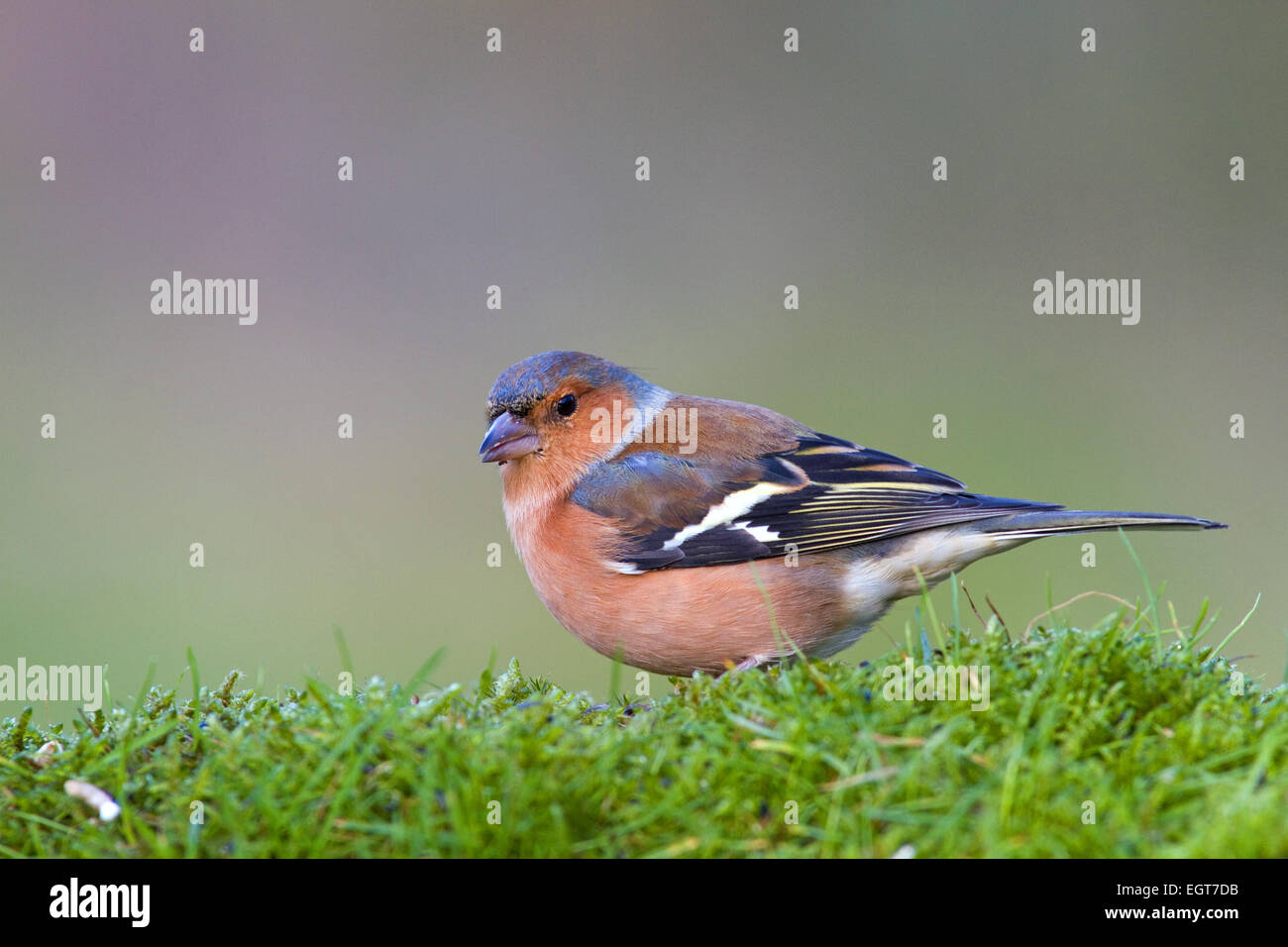 Chaffinch seeds hi-res stock photography and images - Alamy