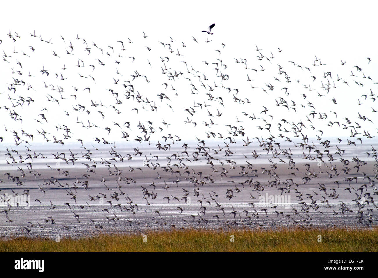 Flock of Golden Plover flying over Salt marsh Stock Photo - Alamy