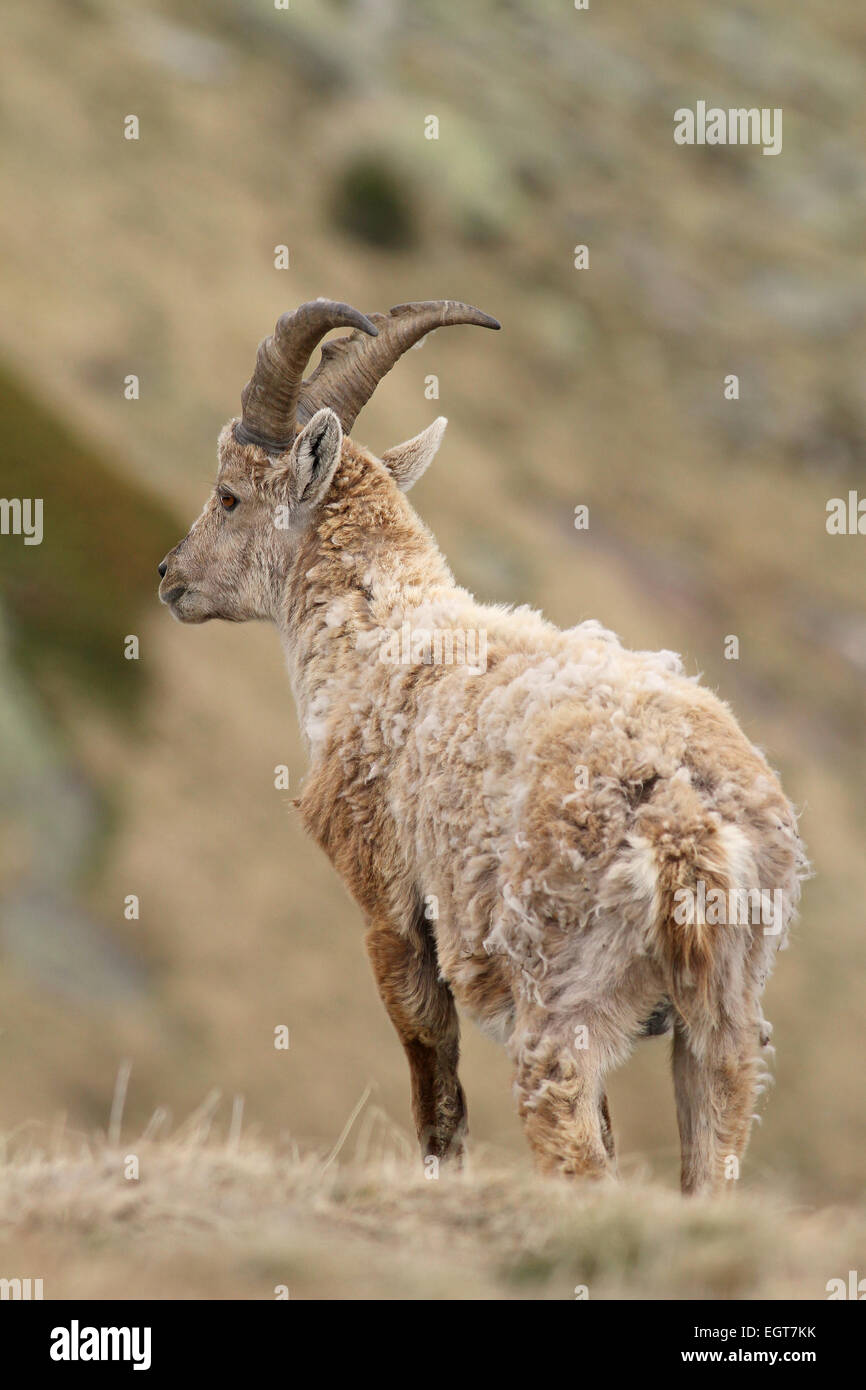 Ibex hunting hi-res stock photography and images - Alamy