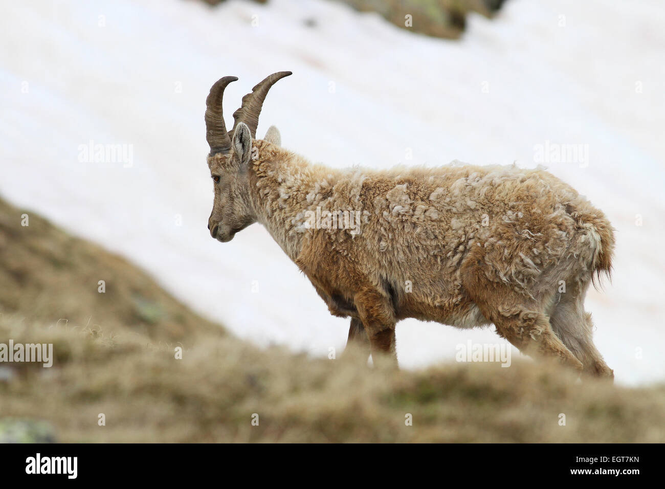 Ibex hunting hi-res stock photography and images - Alamy