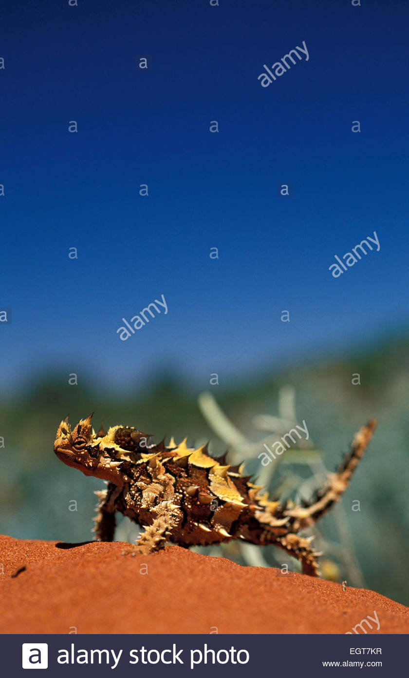 Desert Spiny Lizard Stock Photos & Desert Spiny Lizard Stock Images - Alamy