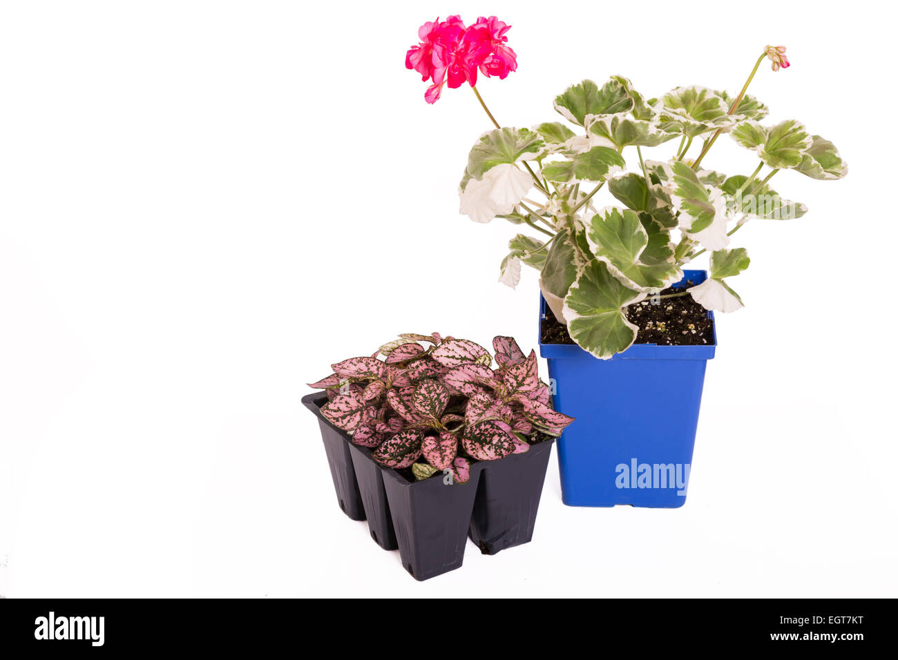 Variegated leaf geranium hi-res stock photography and images - Alamy