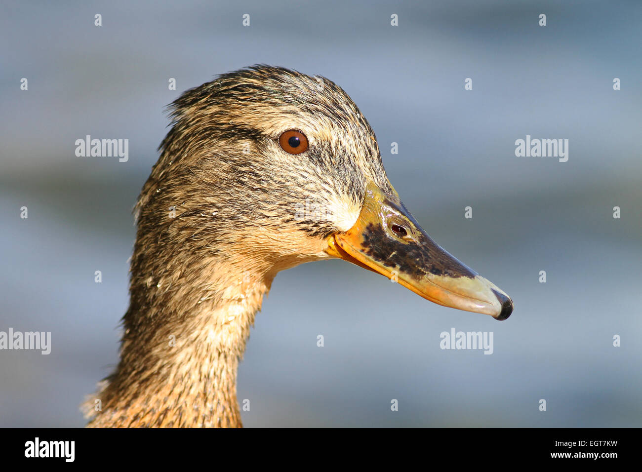 Mallard head hi-res stock photography and images - Alamy