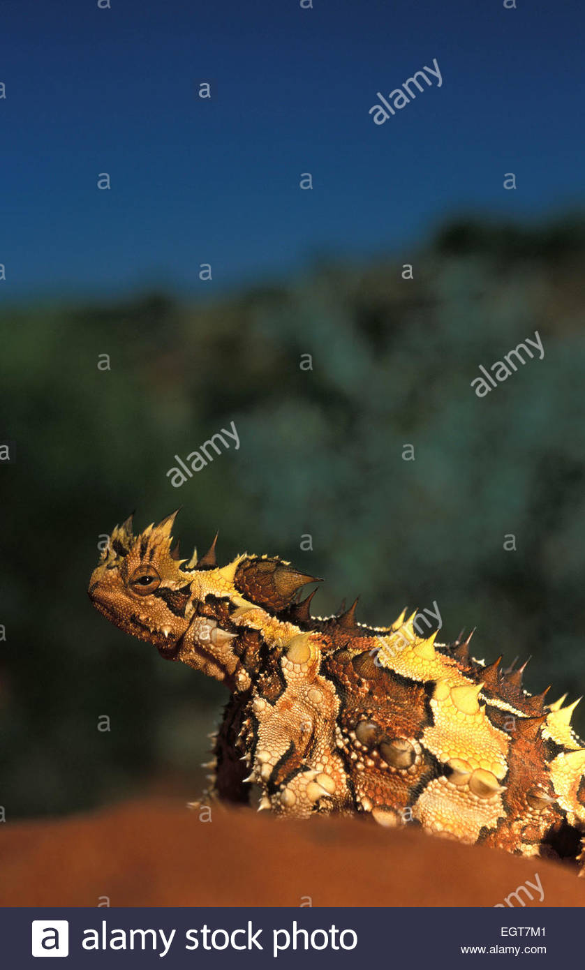 Desert Spiny Lizard Stock Photos & Desert Spiny Lizard Stock Images - Alamy