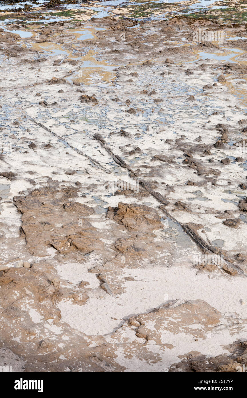 Fossil trees jurassic coast hi-res stock photography and images - Alamy