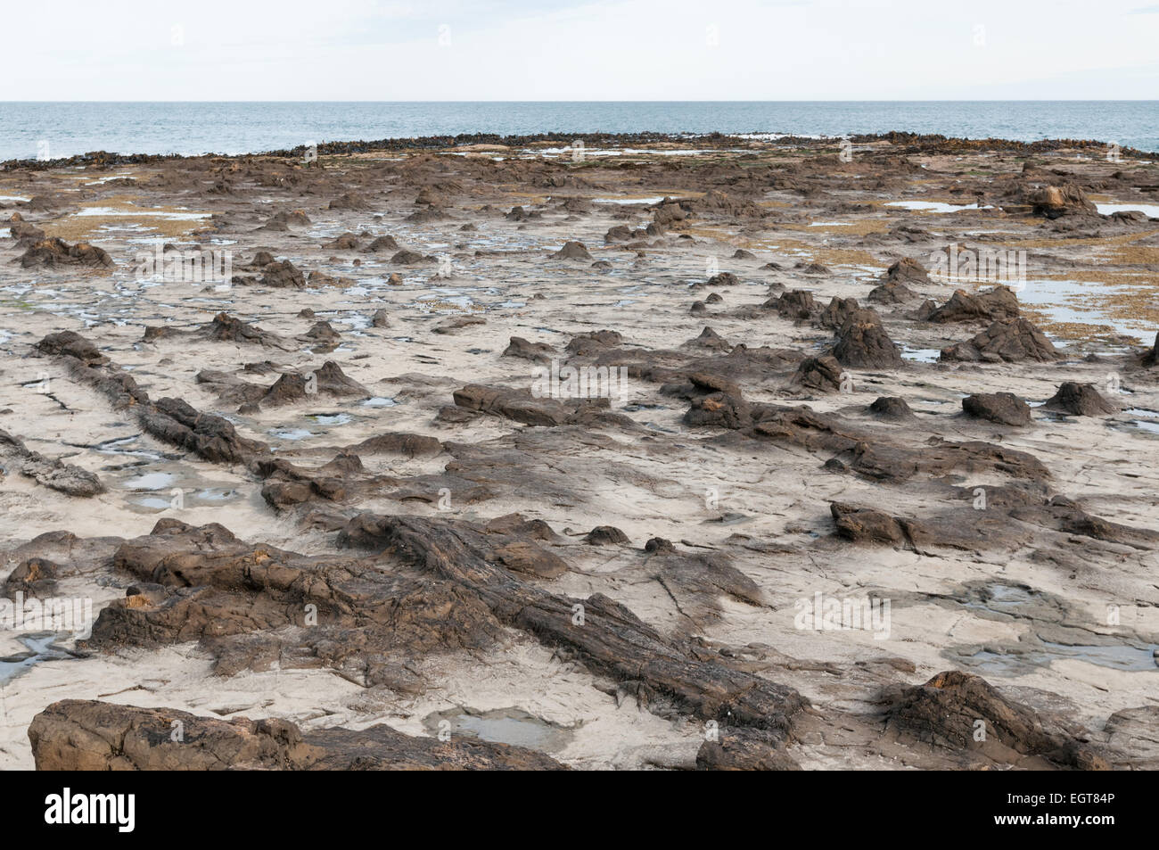 Fossil trees jurassic coast hi-res stock photography and images - Alamy
