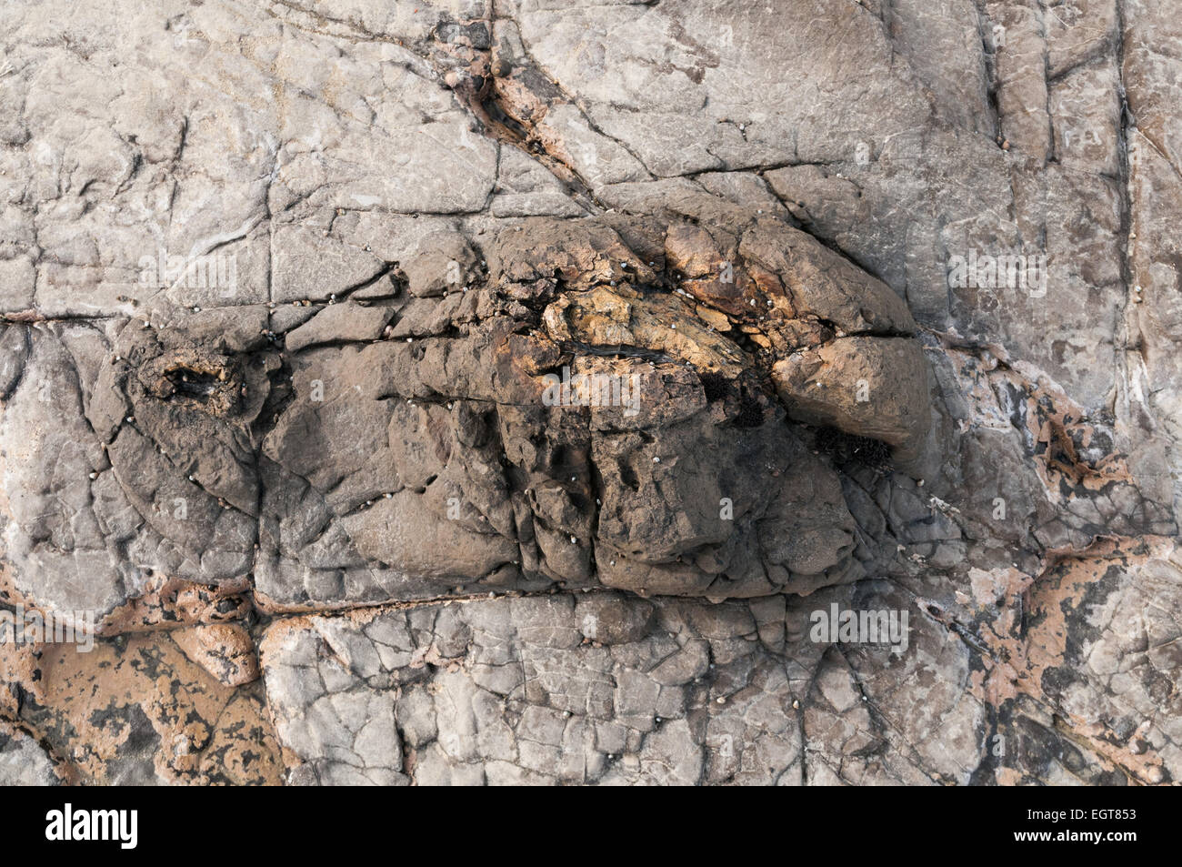 Pre historic fossils hi-res stock photography and images - Alamy