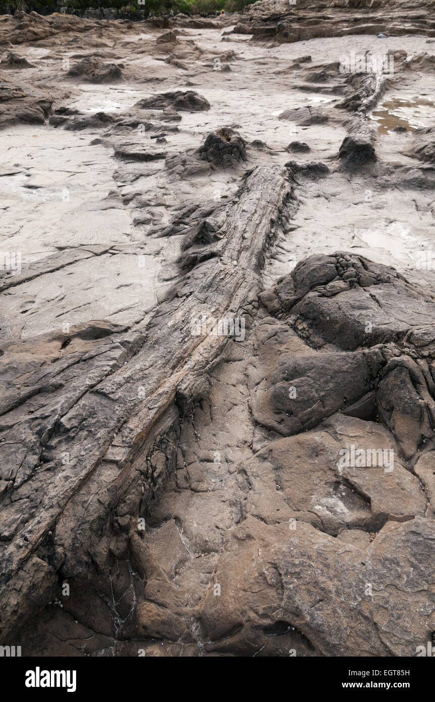 Fossil trees jurassic coast hi-res stock photography and images - Alamy