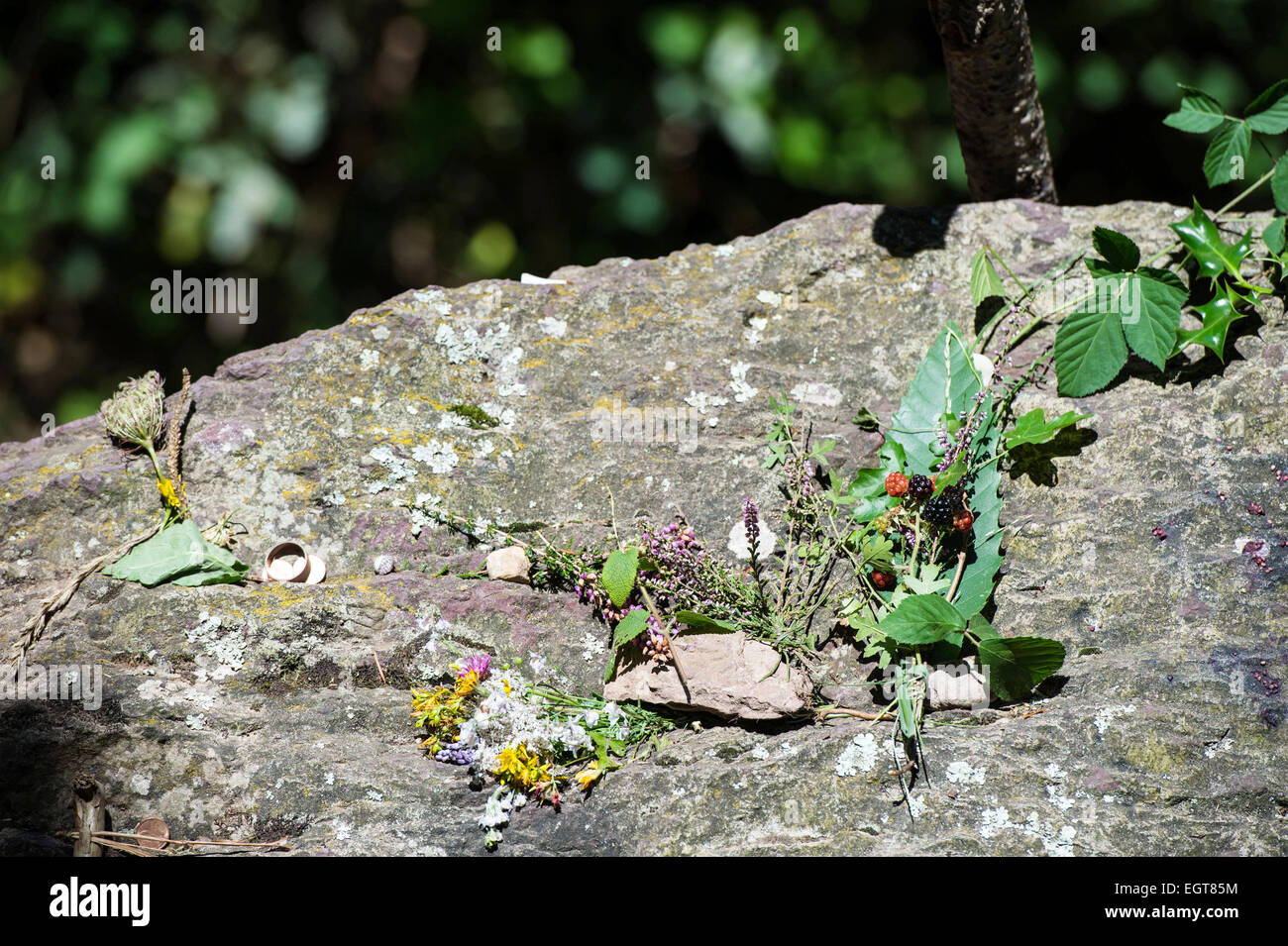 Forest of Paimpont, mythical forest of Broceliande, August 2014 ...