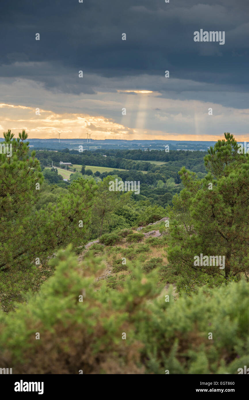 Forest of Paimpont, mythical forest of Broceliande, August 2014: wooded ...