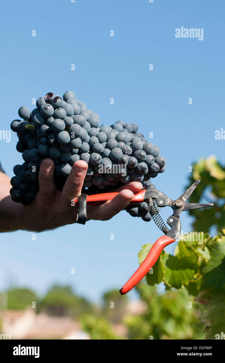 Vinsobres (south-eastern France) on 2014/09/27: traditional grape ...