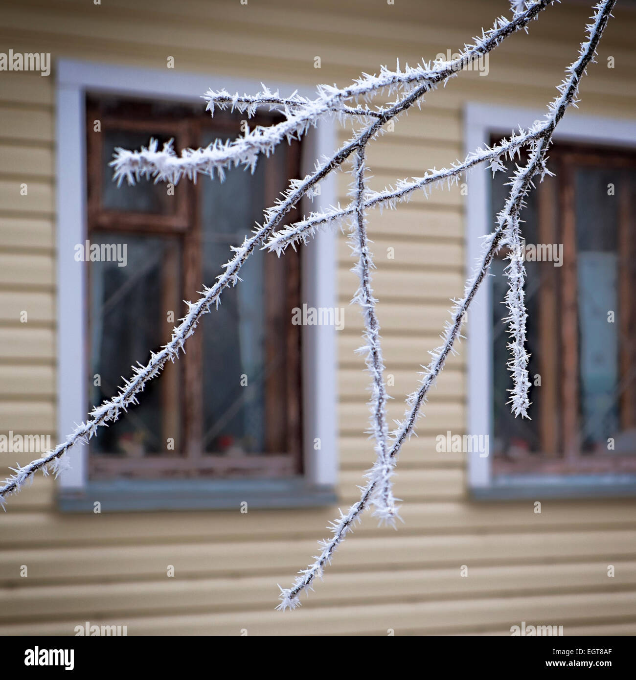 White frosted branches hi-res stock photography and images - Alamy