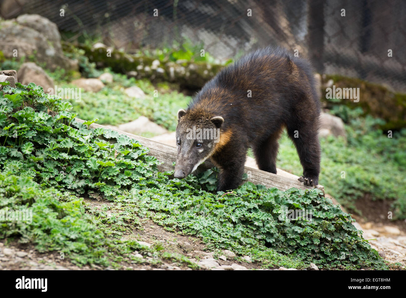 Peru wildlife hi-res stock photography and images - Alamy