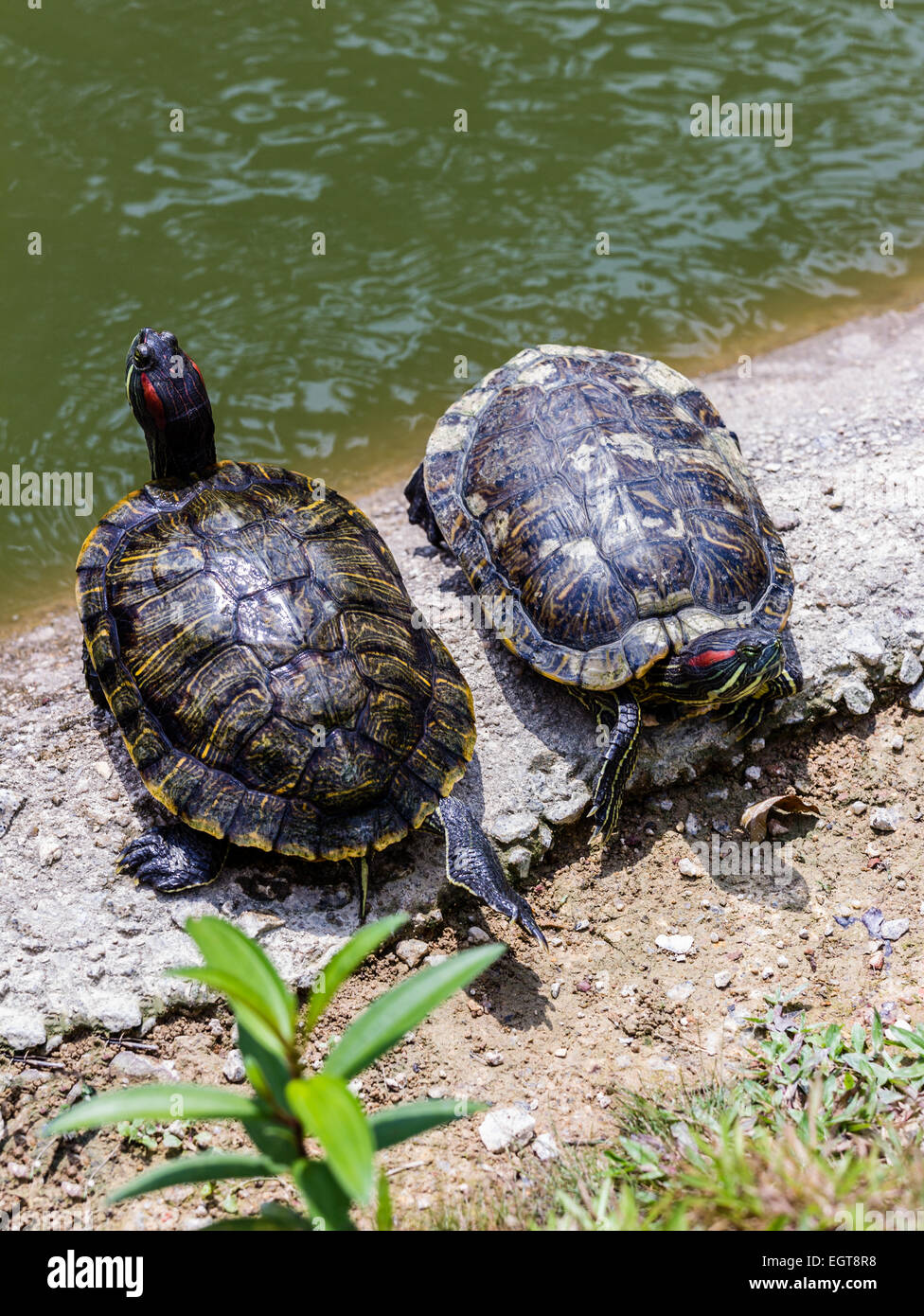 Two turtles hi-res stock photography and images - Alamy