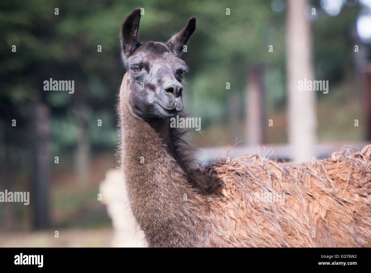 Black llama hi-res stock photography and images - Alamy