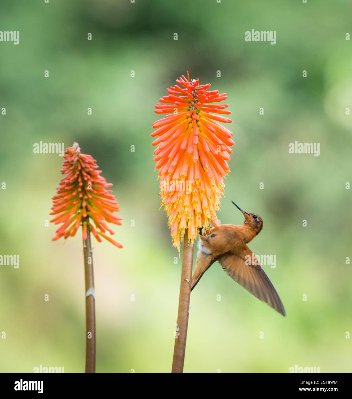 Shining Sunbeam Hummingbird at a Red-Hot-Poker Flower or Torch Lily ...