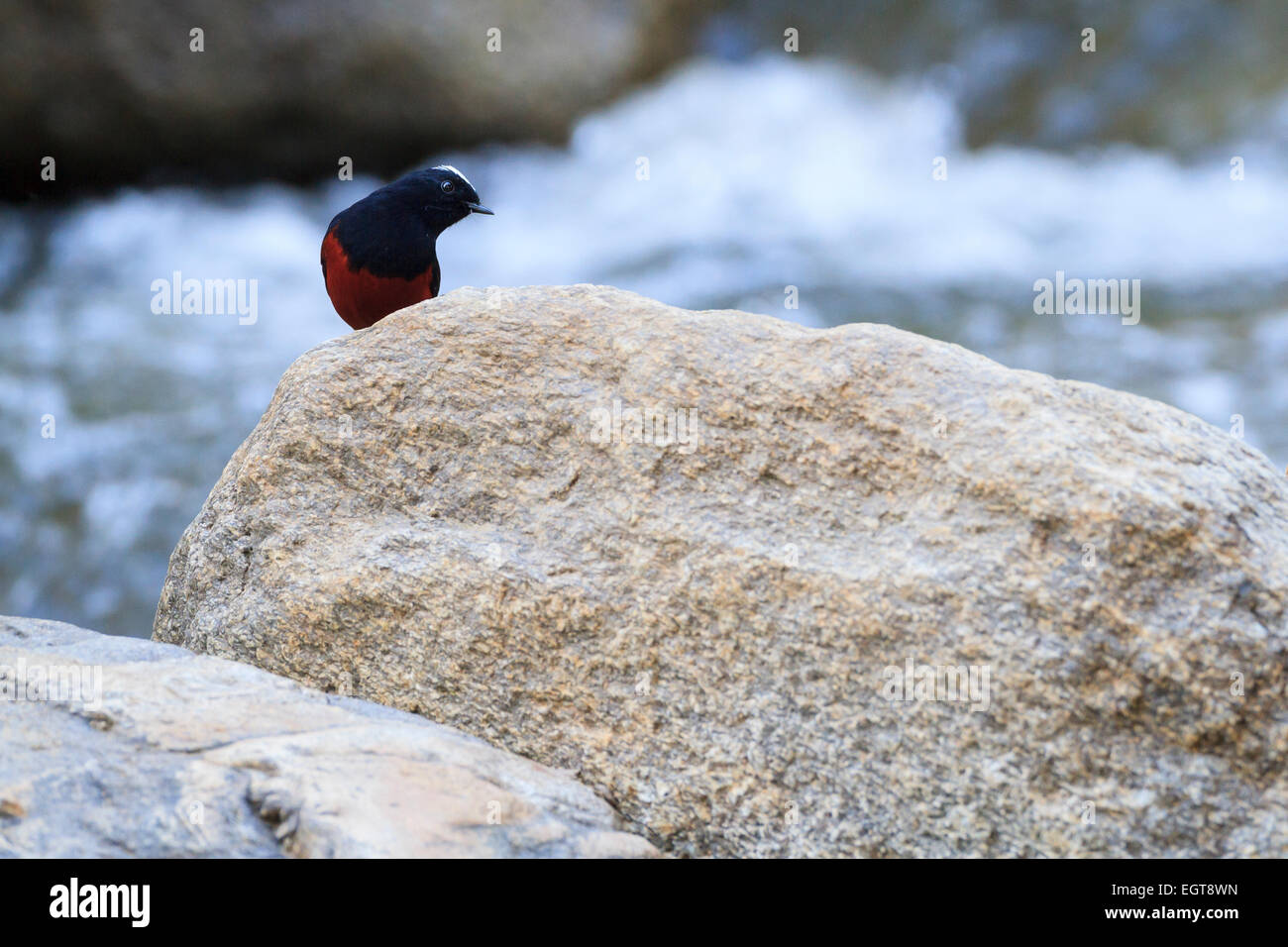 White-capped Water-redstart (Chaimarrornis leucocephalus) perched on ...