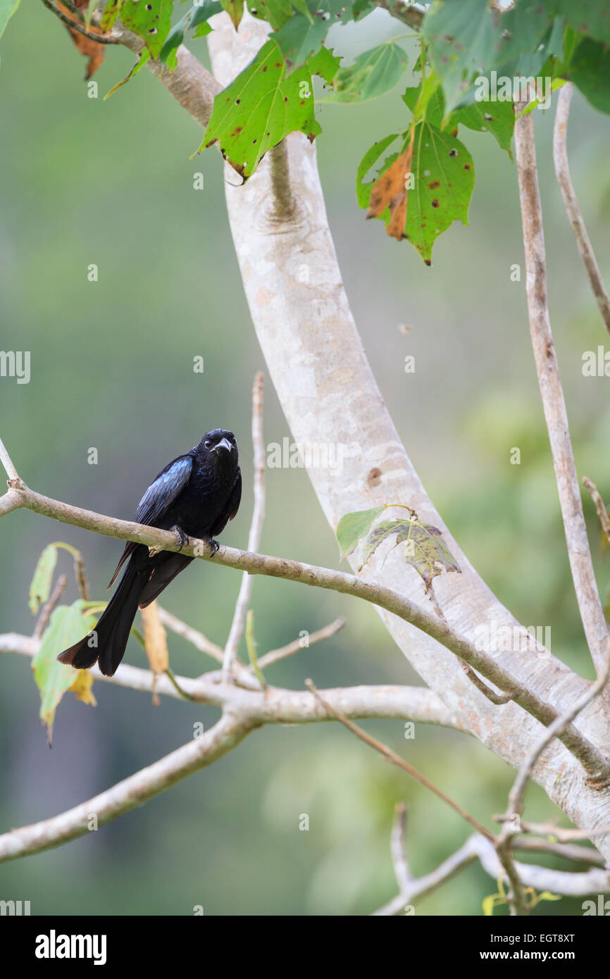 Hair-crested Drongo (Dicrurus hottentottus) perched on branch. Kui Buri ...
