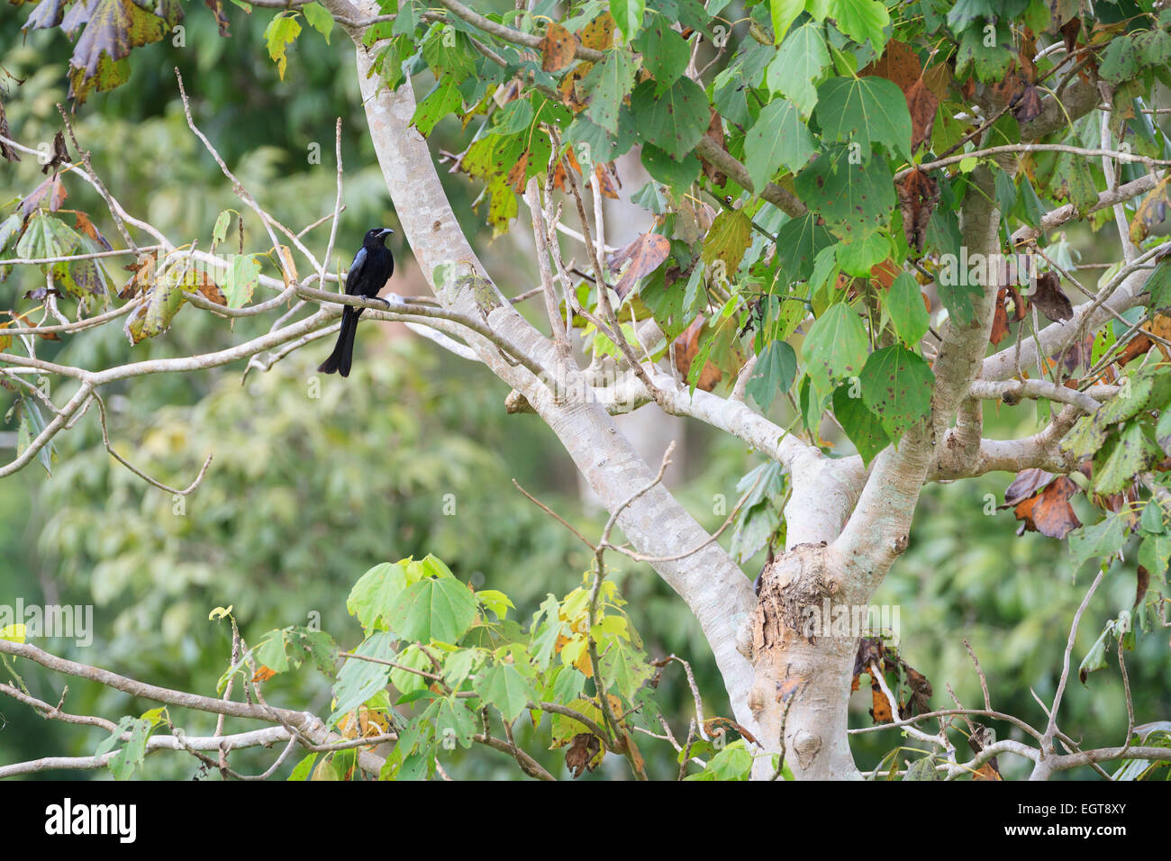 Hair-crested Drongo (Dicrurus hottentottus) perched on branch. Kui Buri ...
