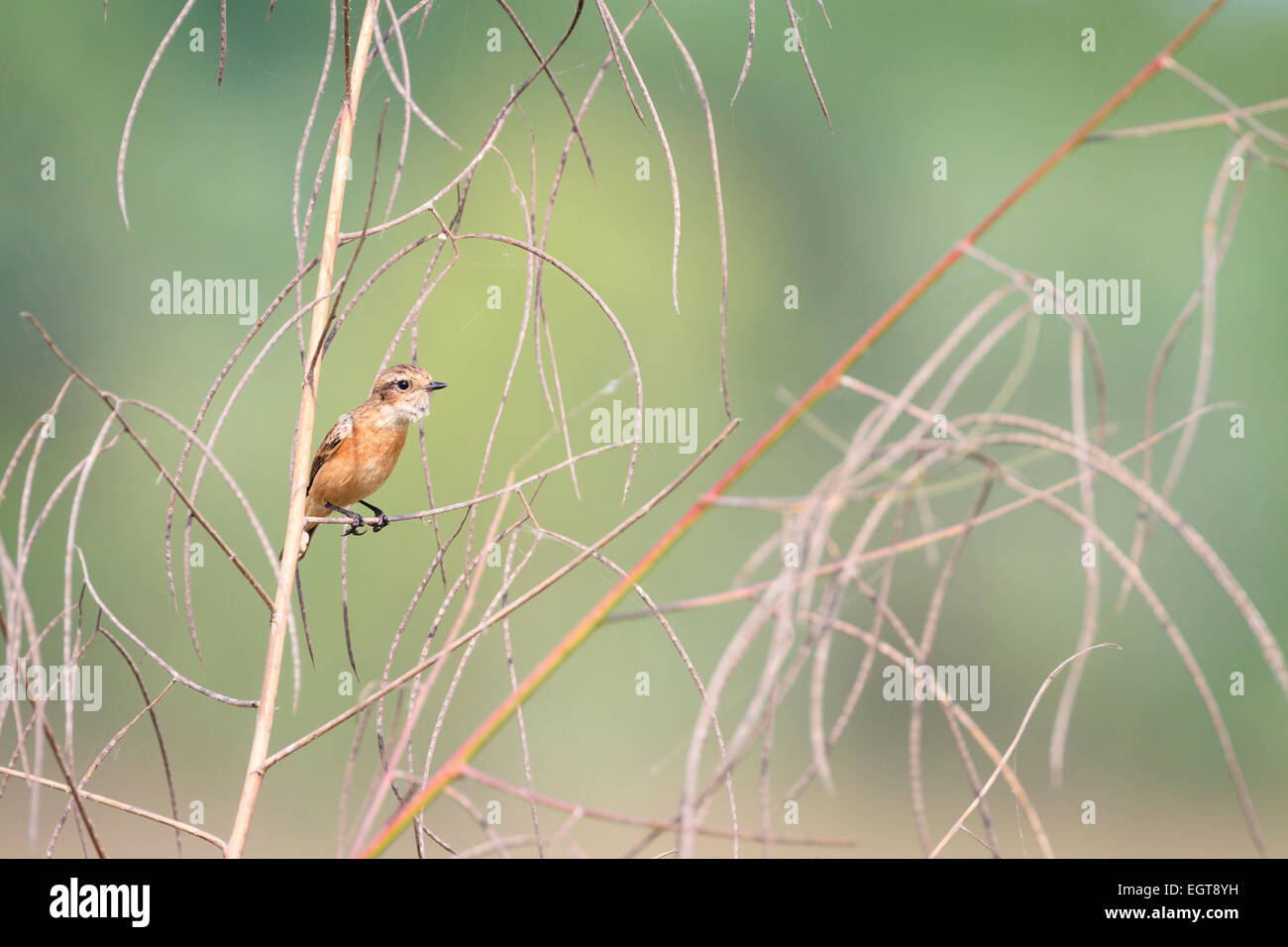 Siberian stonechat hi-res stock photography and images - Alamy