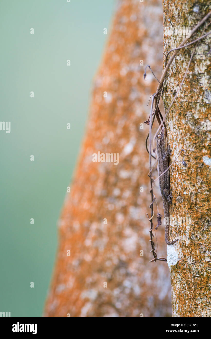 Tropical house gecko habitat hi-res stock photography and images - Alamy