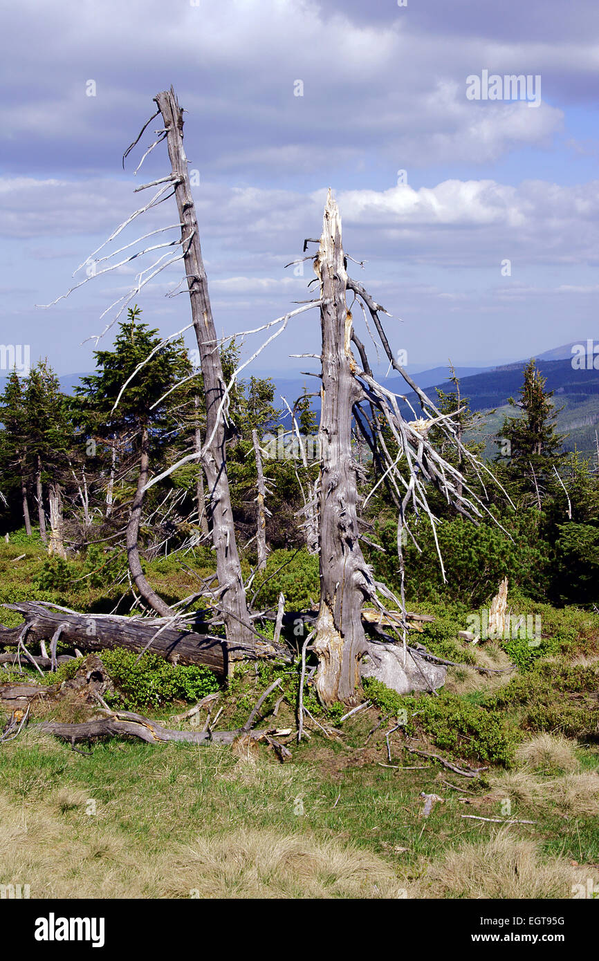 dry trees in mountains, Poland Stock Photo - Alamy
