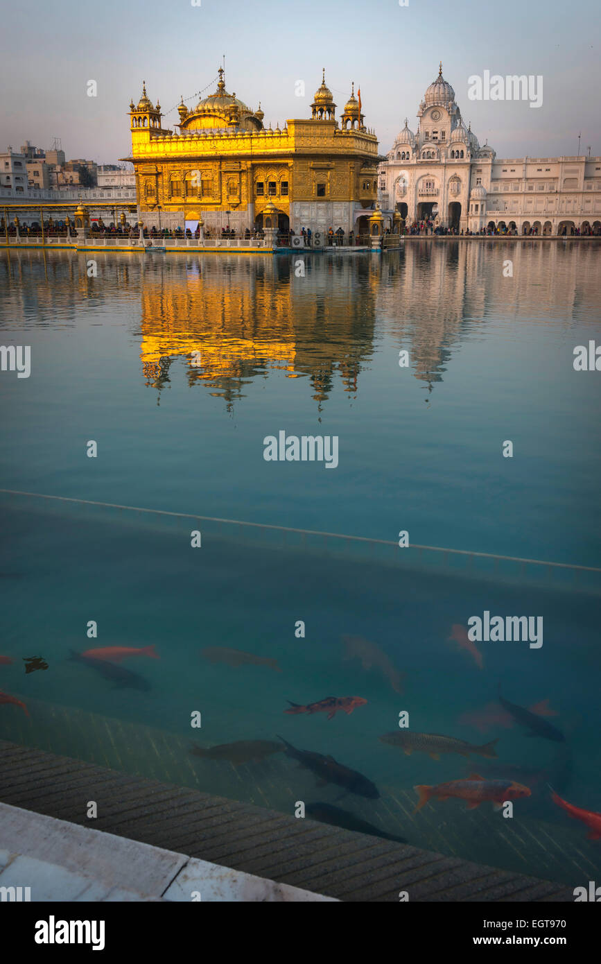 Carp fishes swimming in the tank at The Golden Temple of the Harmandir ...