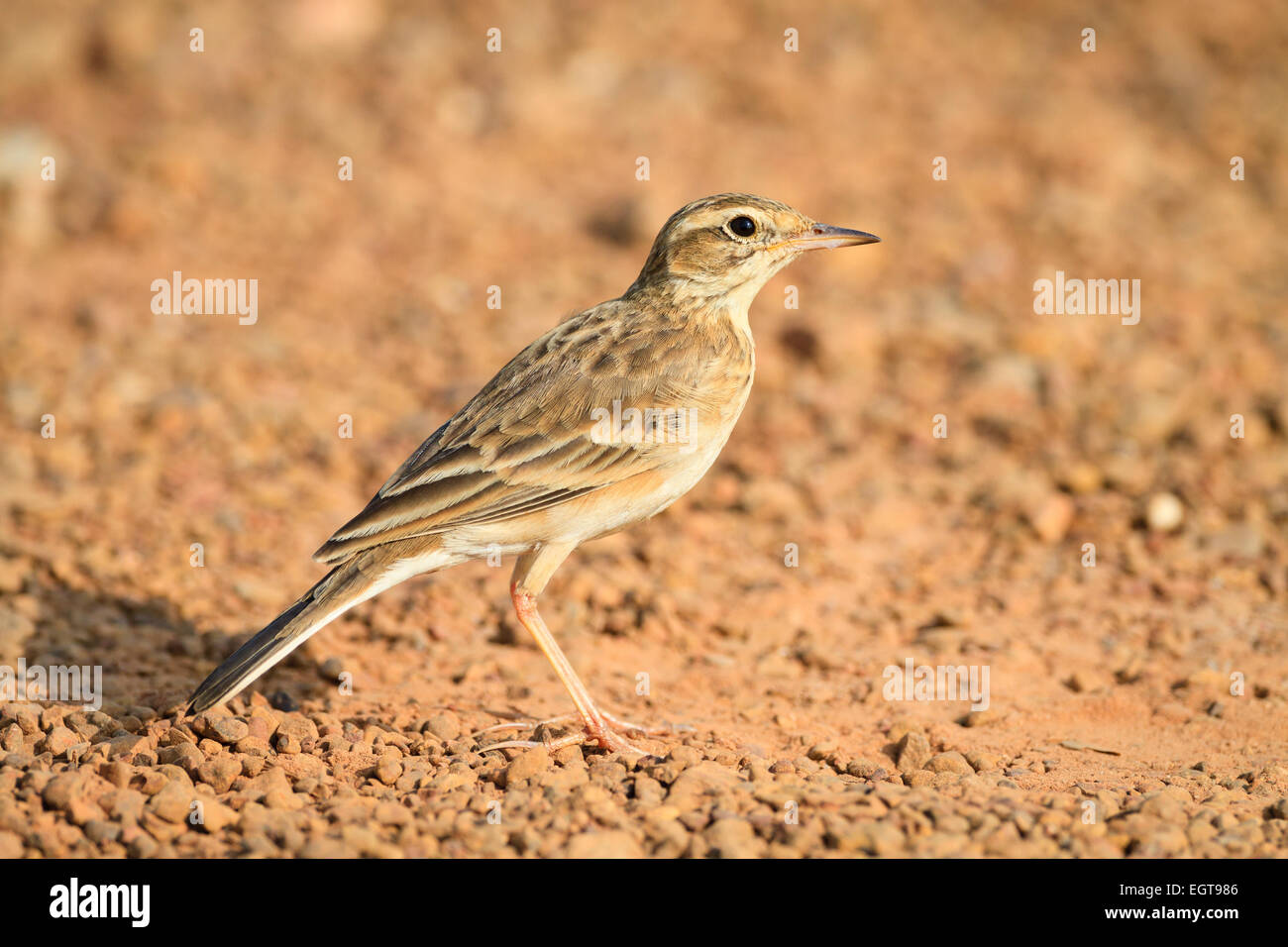 Paddyfield Pipit (Anthus rufulus) on river gravel. Ratchaburi province ...
