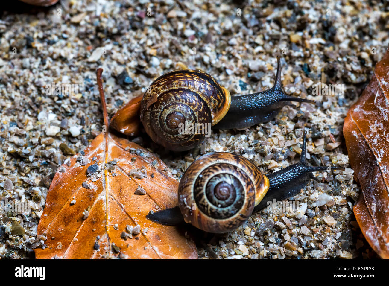 Two Snails Competing with Each Other on an Autumn Background. Outdoors ...