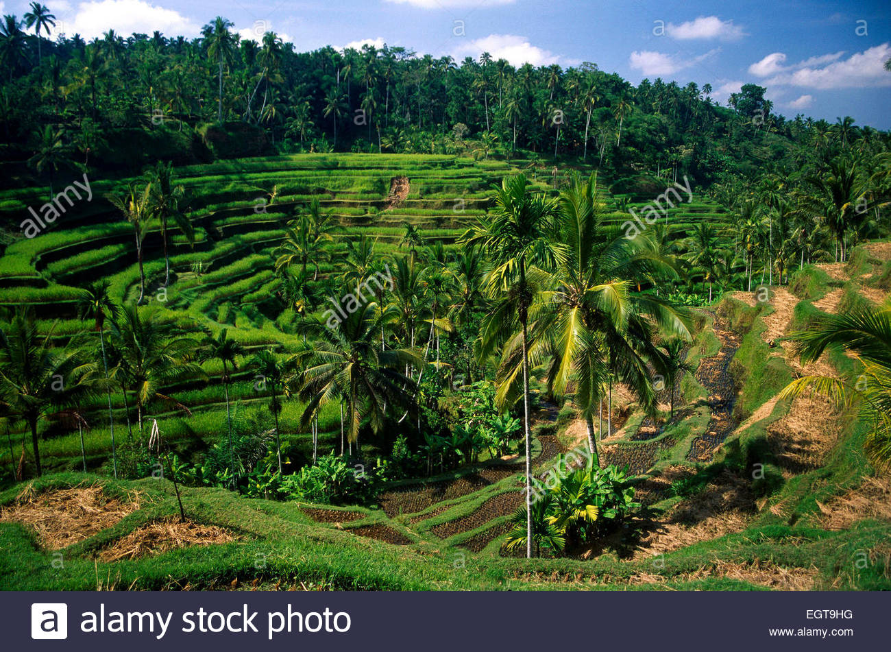 Rice Paddy Stock Photos & Rice Paddy Stock Images - Alamy