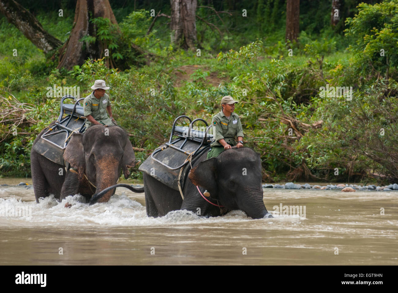 Rangers of Gunung Leuser National Park are riding Sumatran elephants on ...