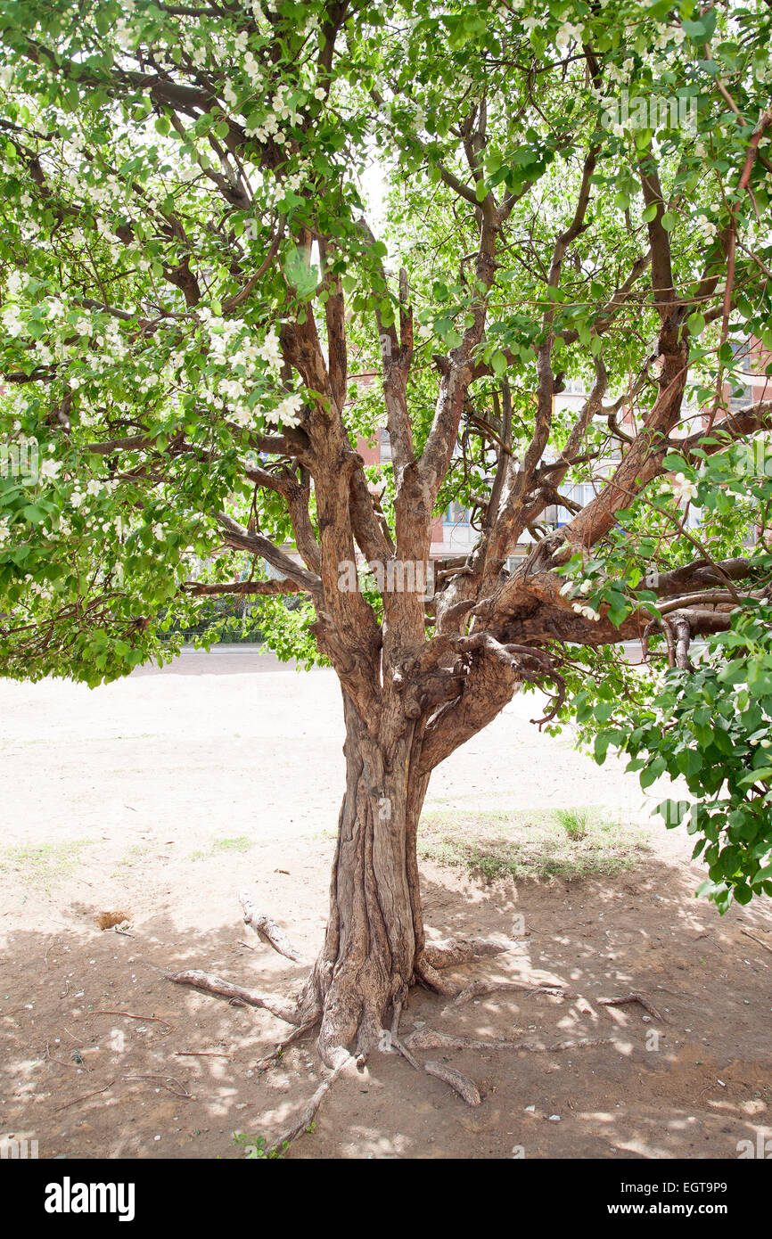 One tree with dense foliage and roots in summer Stock Photo - Alamy