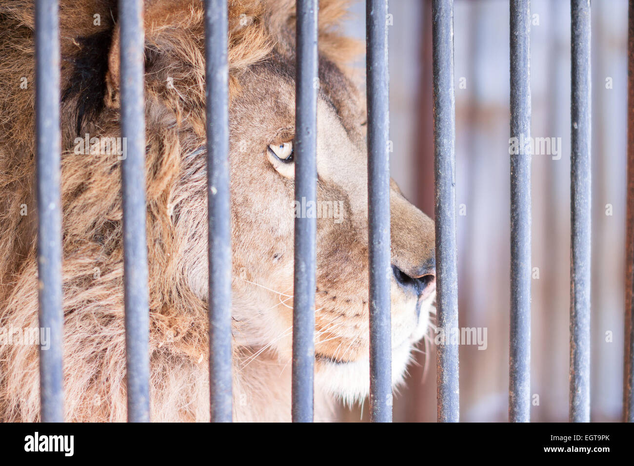 African male lion behind hi-res stock photography and images - Alamy