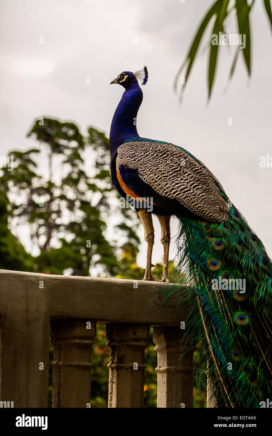 Peacock tail painting hi-res stock photography and images - Alamy