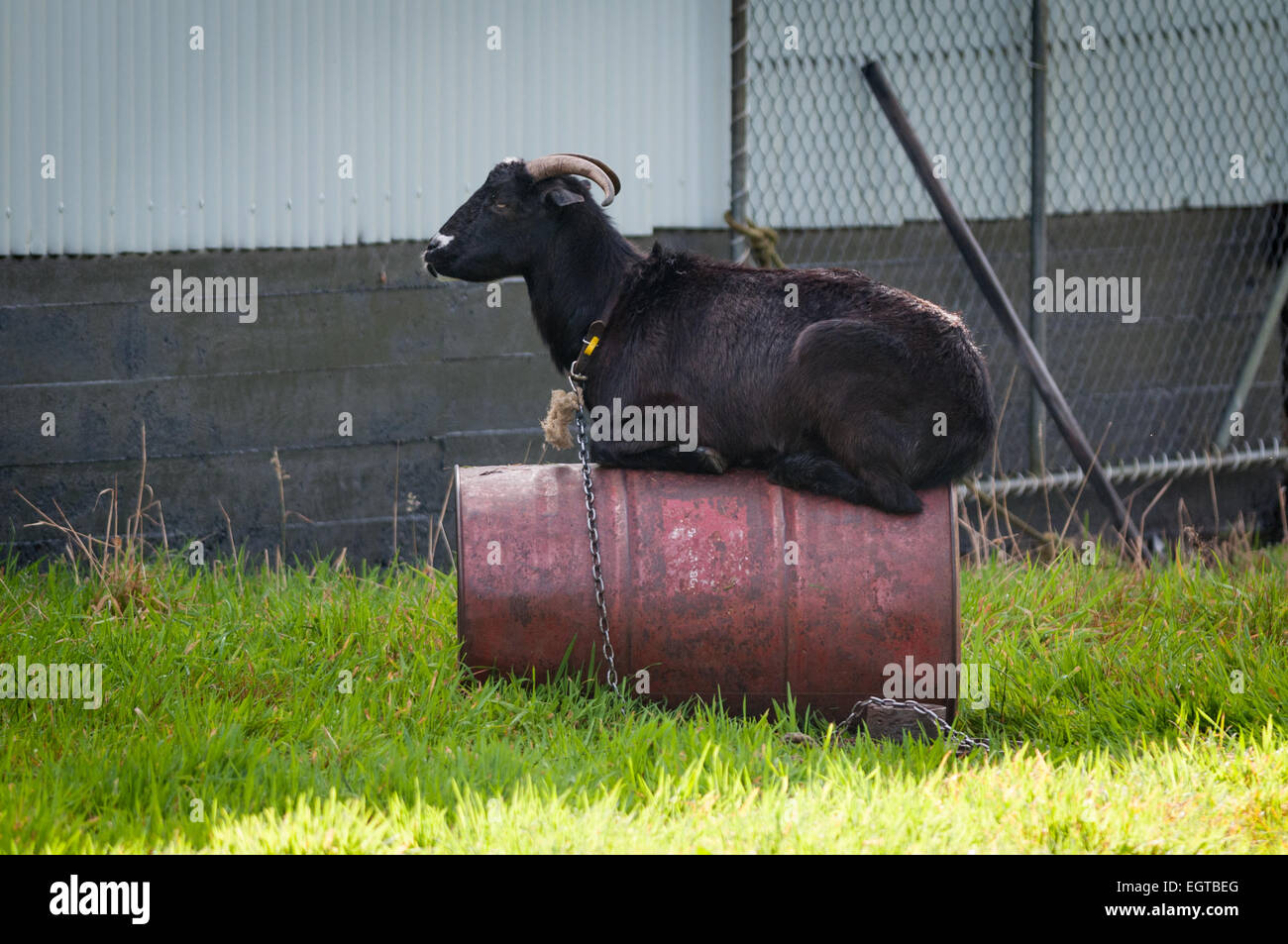 Goat island new zealand hi-res stock photography and images - Alamy