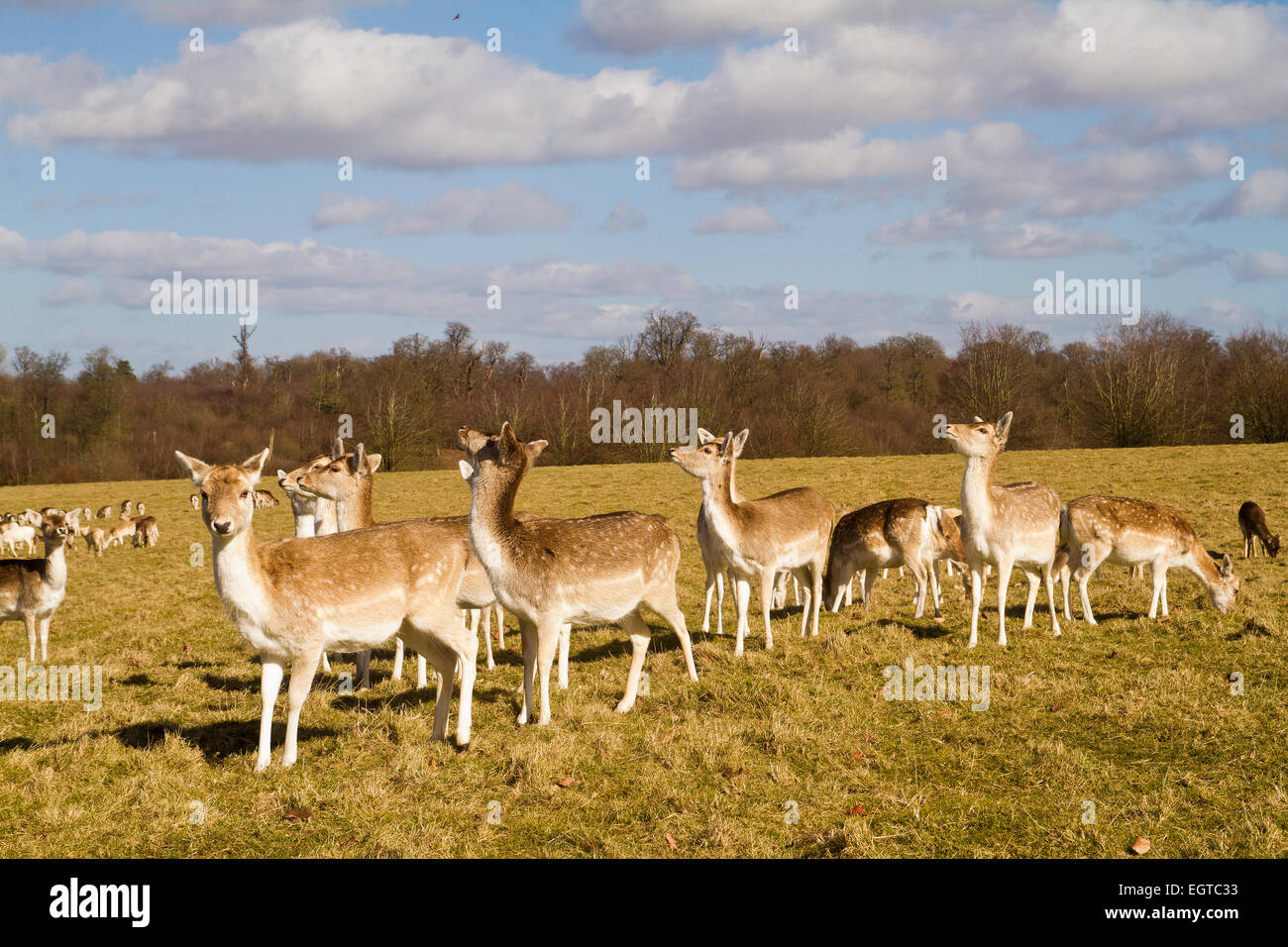 Kent countryside uk winter hi-res stock photography and images - Alamy