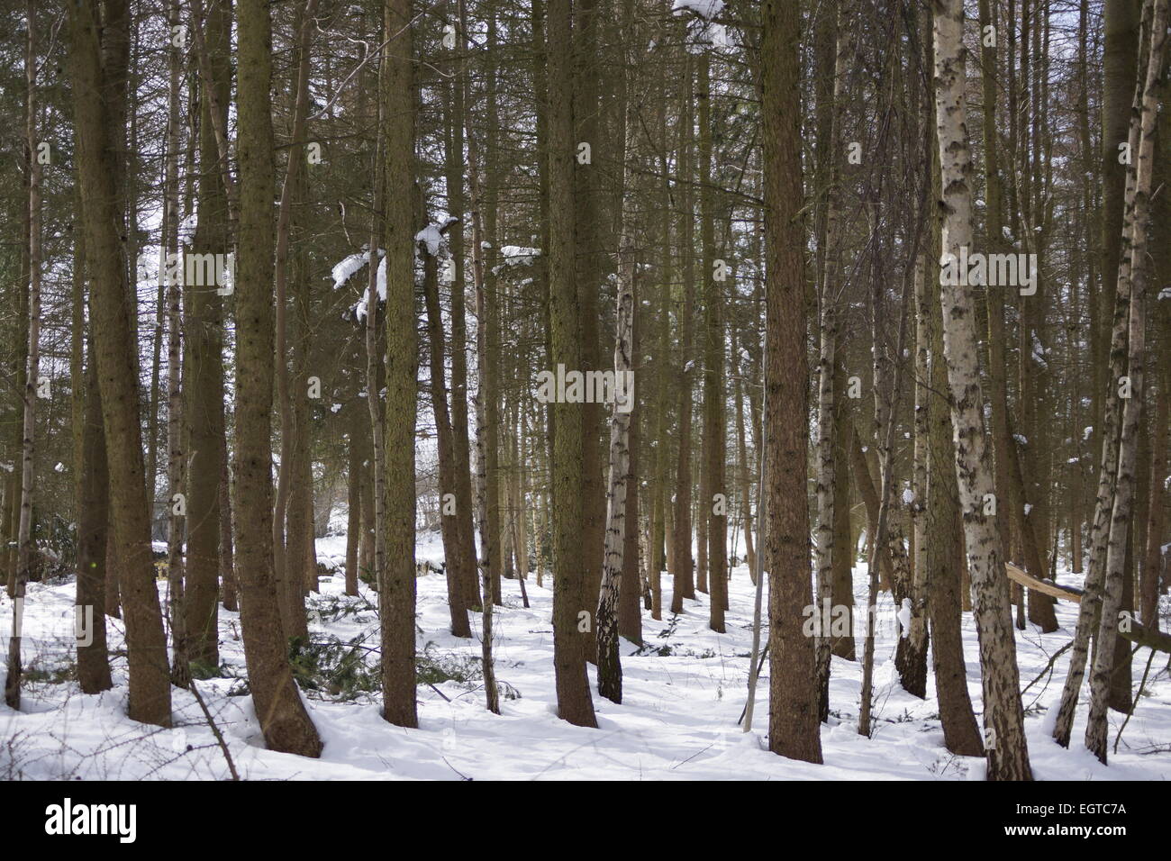 Thick Forrest Wood Stock Photo - Alamy