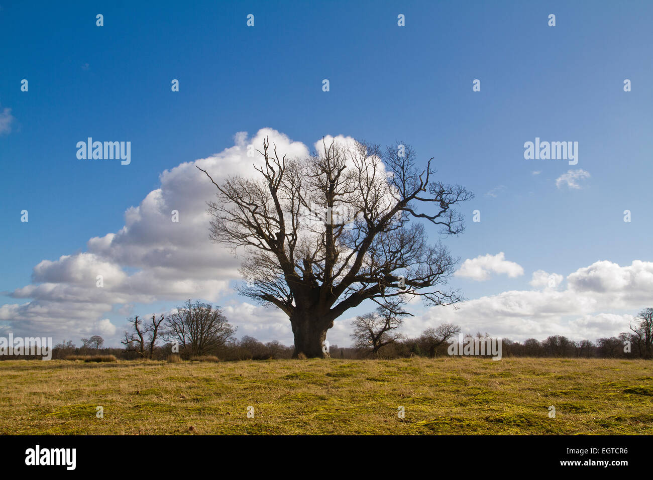 Oak Tree in Knole house gardens in winter Kent UK Stock Photo - Alamy