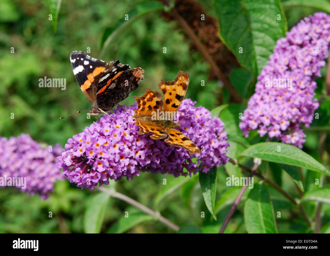 Comma Butterflies Stock Photos & Comma Butterflies Stock Images - Alamy