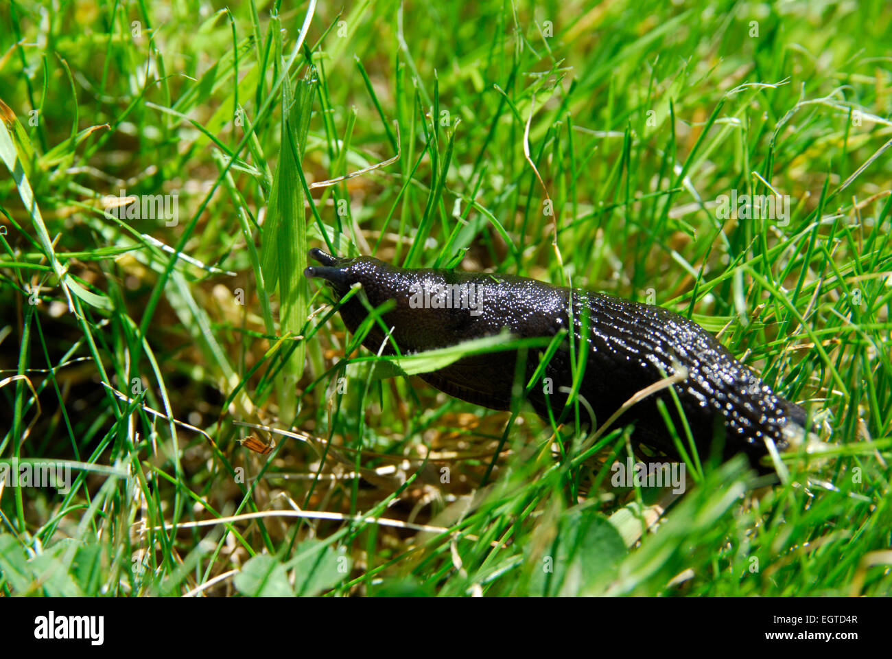 Garden pests hi-res stock photography and images - Alamy