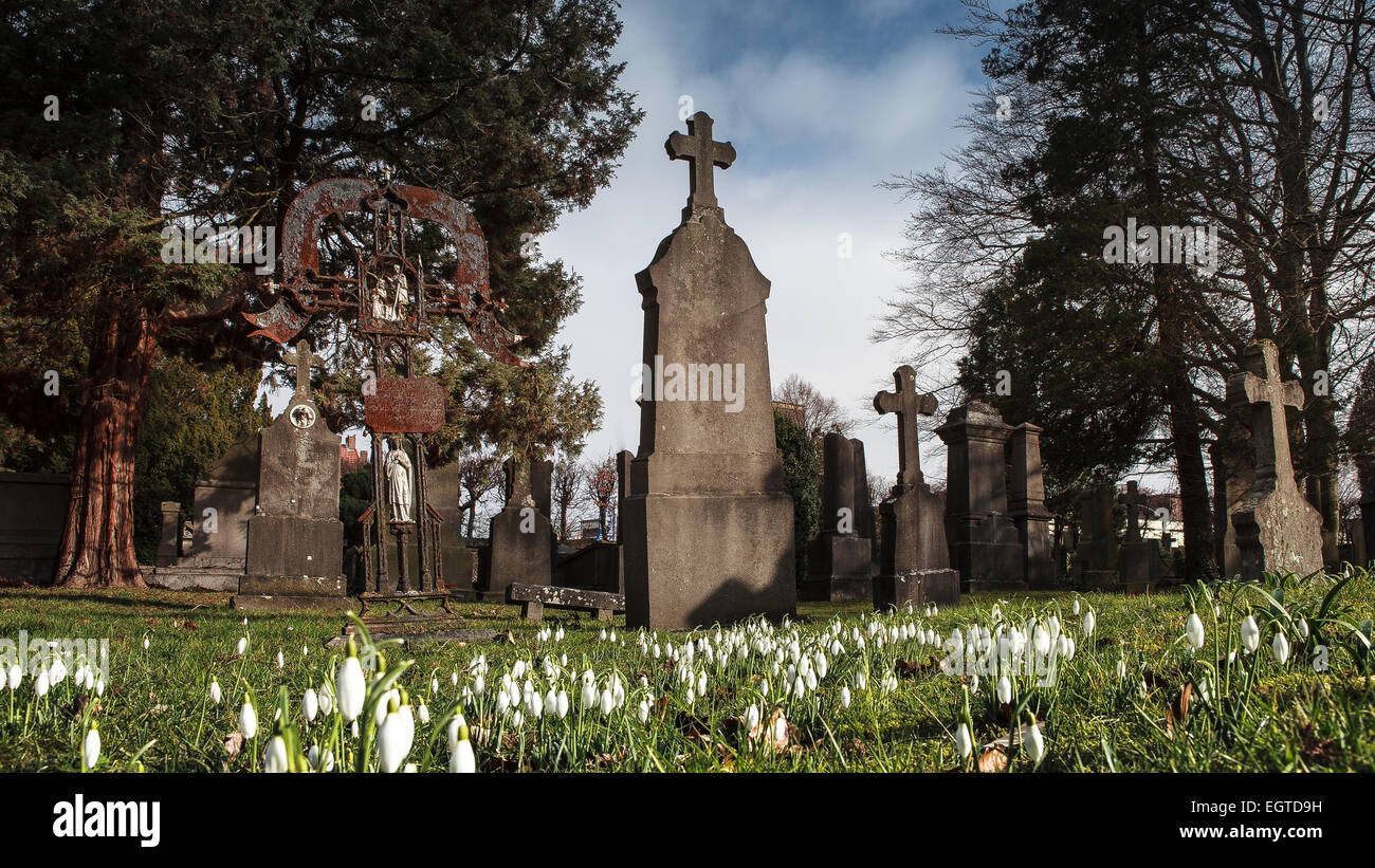 Snowdrop in cemetery hi-res stock photography and images - Alamy
