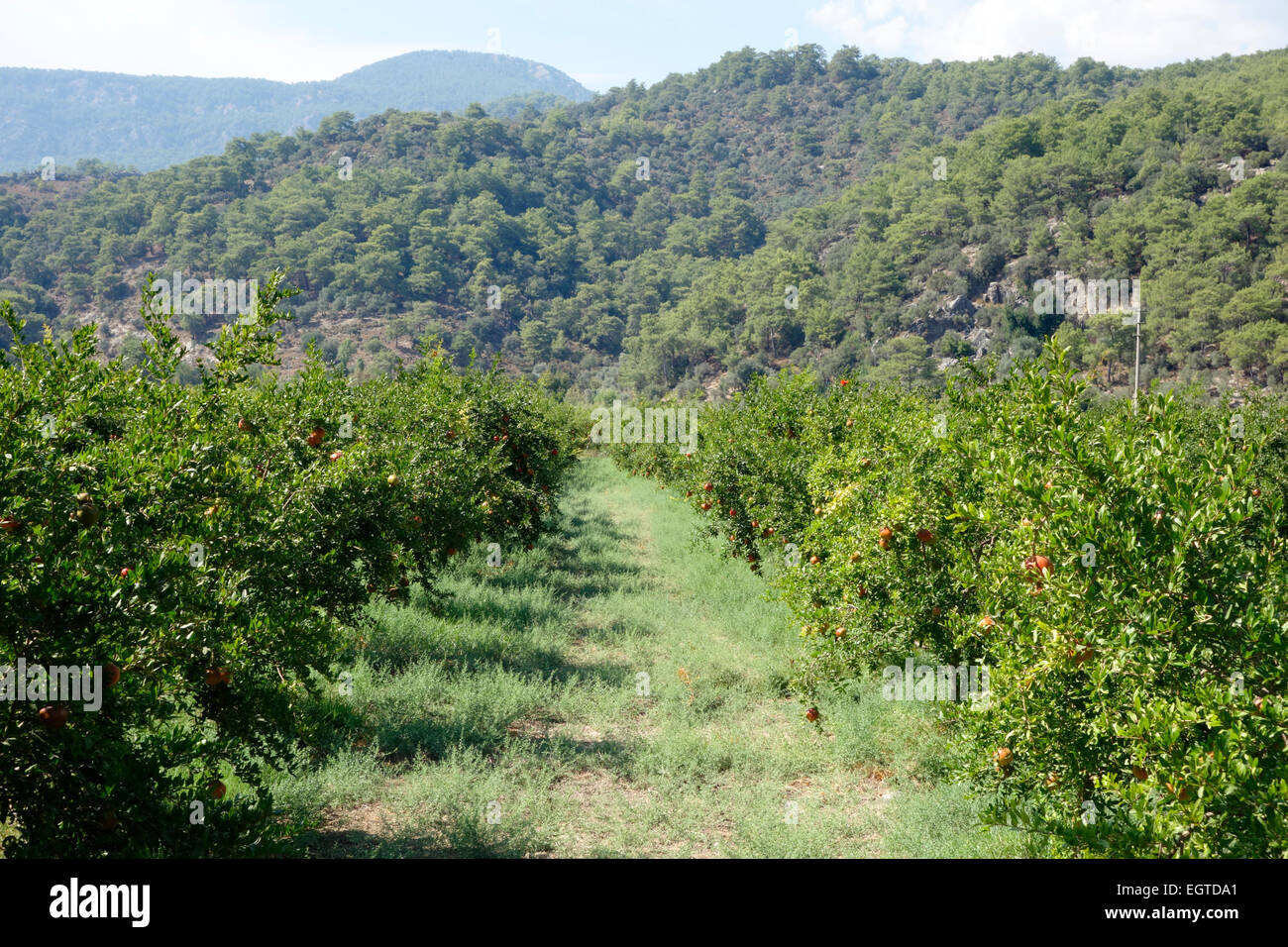 Pomegranate Tree Turkey Stock Photos & Pomegranate Tree Turkey Stock ...