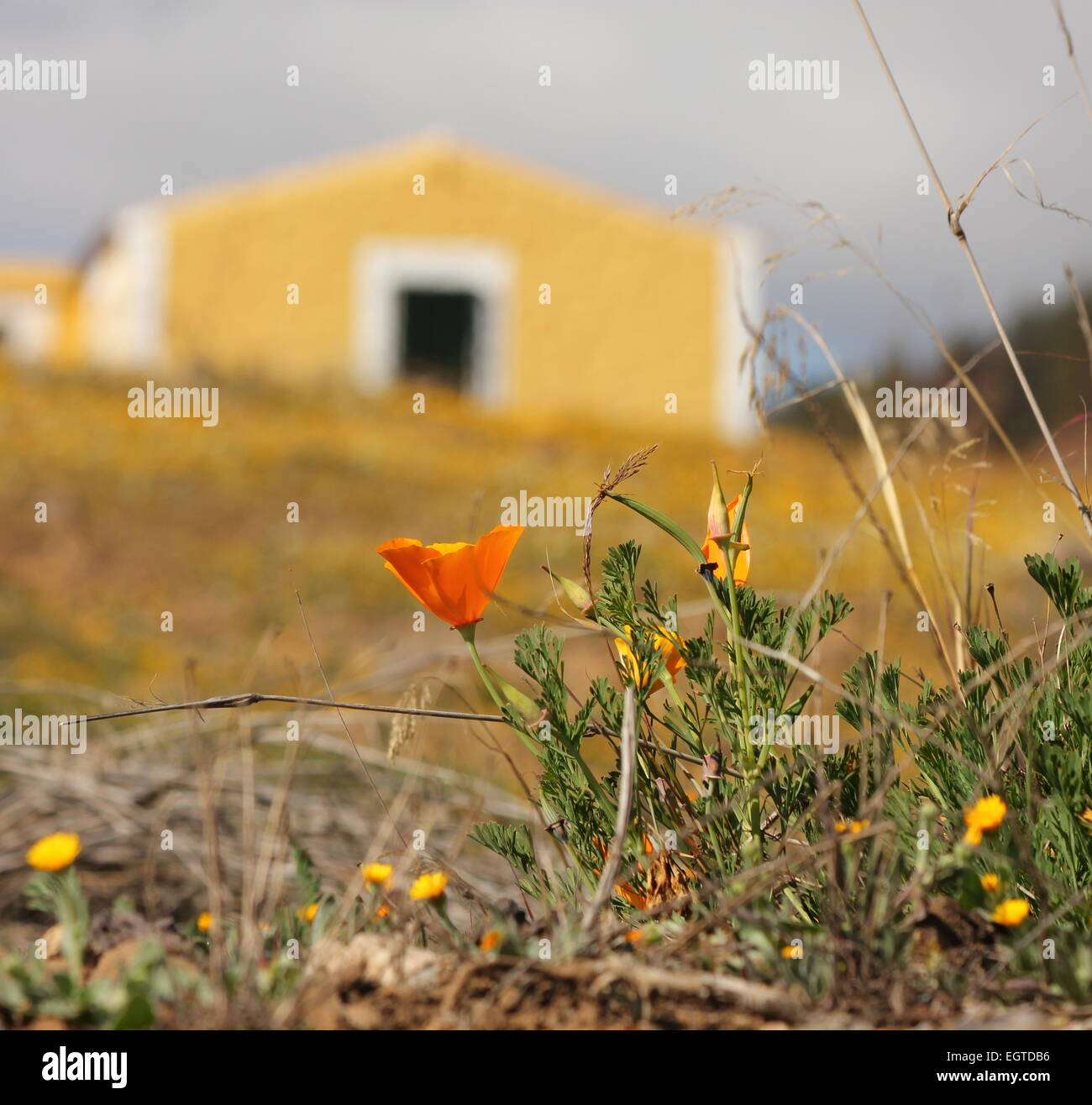 Yellow cottage in meadow of yellow flowers Tenerife Stock Photo - Alamy