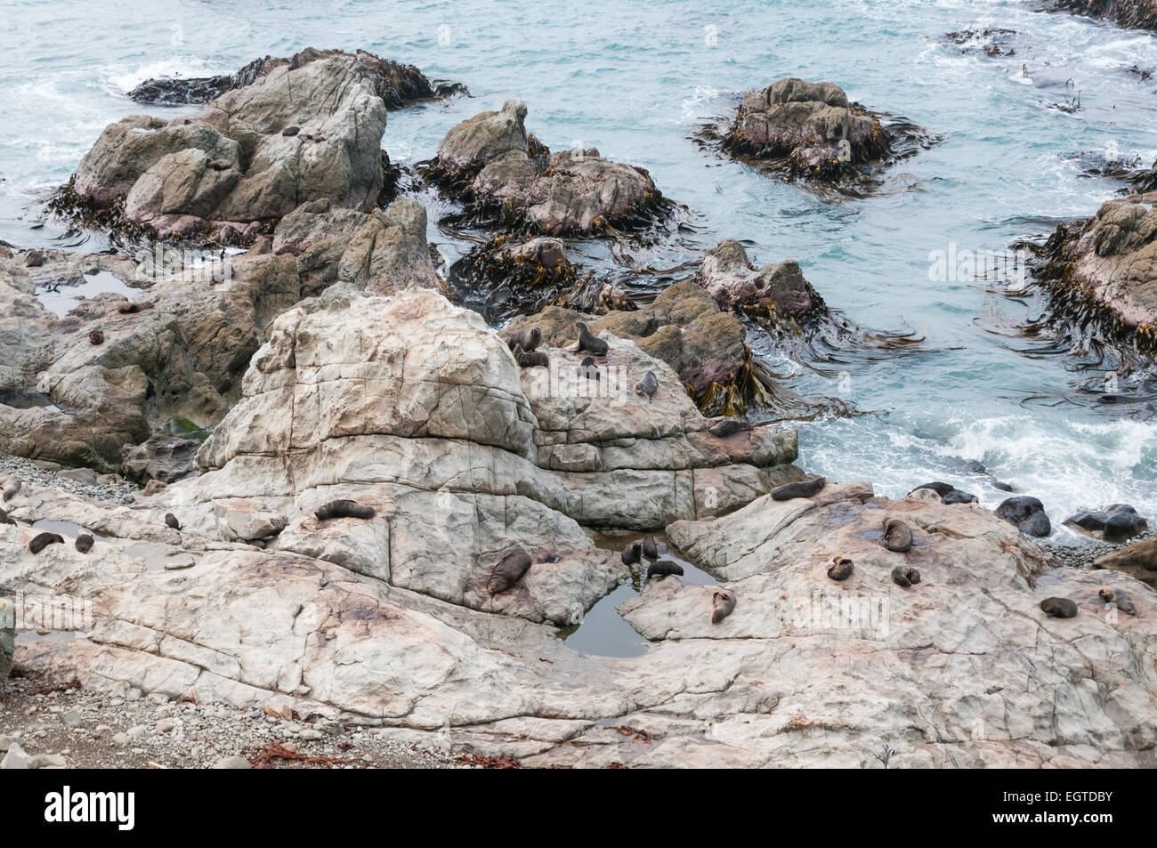 The New Zealand fur seal (Arctocephalus forsteri) (Kekeno) colony at ...