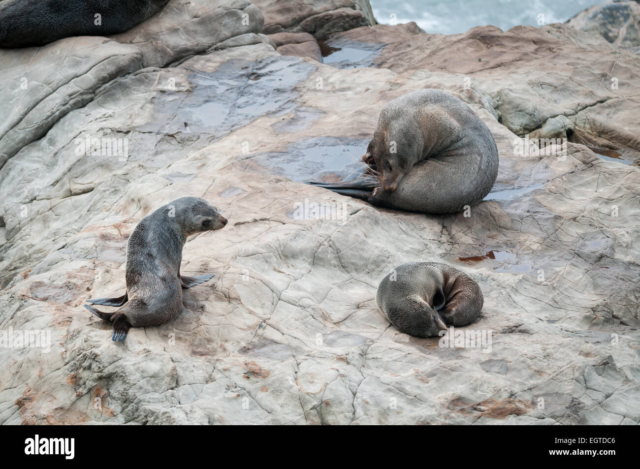 The New Zealand fur seal (Arctocephalus forsteri) (Kekeno) colony at ...