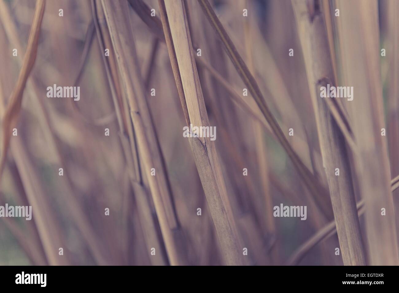 Straw grass hi-res stock photography and images - Alamy
